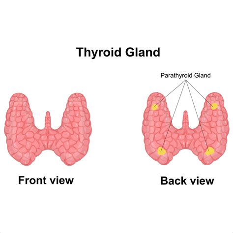 Premium Vector Thyroid Gland Front And Back View Illustration