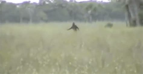 Florida Swamp Ape