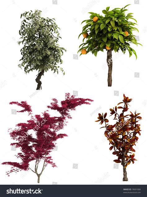 Green Tree Elevations Stock Illustration 19691008 Shutterstock