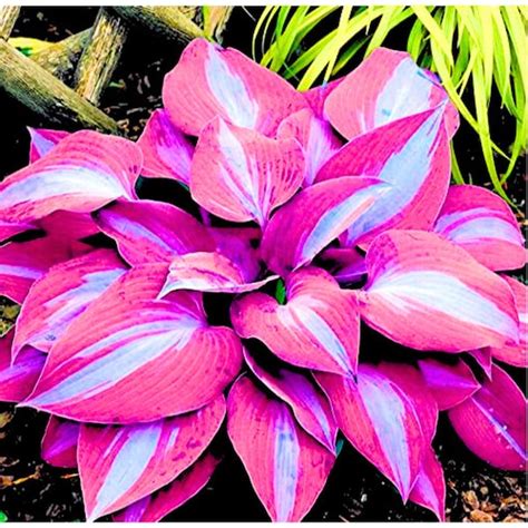 Purple Hosta Plant Etsy