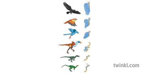 Bird Evolution Chart Skeleton Animal Science Secondary