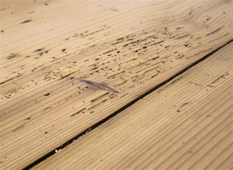 How To Treat Woodworm 5 Questions Esb Flooring