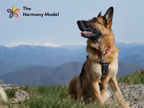 Training The Harmony Model