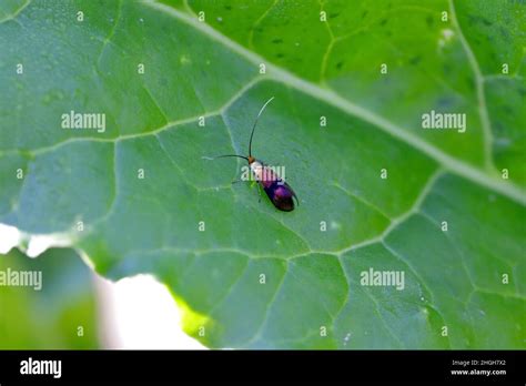 Acyrthosiphon Agriculture Animal Aphid Aphidoidea Aphids Asexual