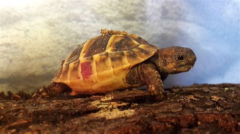 Naše Suchozemské Korytnačky Prosím Poraďte Mi Vhodné Hobliny Pre Cca Pol Ročnú Korytnačku