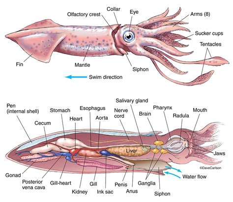 Cuttlefish Diagram