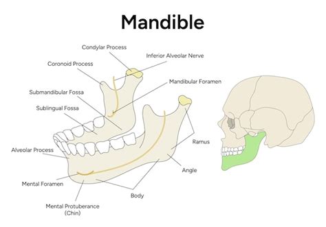 Anatomía De La Mandíbula De La Ilustración Del Cráneo En Vector