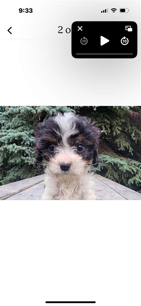 Brand New Cavapoo Owner Rcavapoo