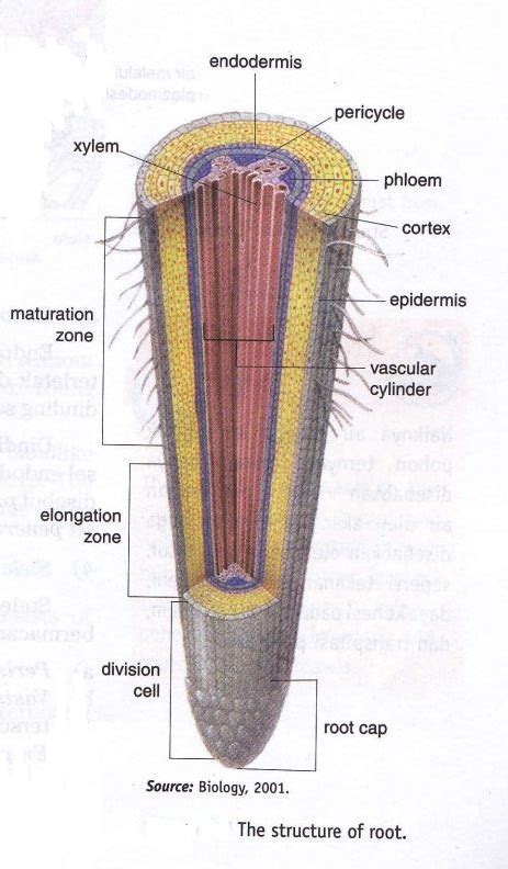 Structure Of Plant Organ ~ New Science Biology