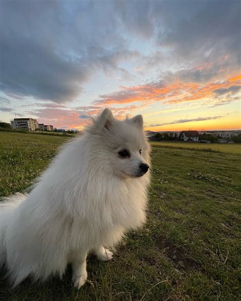 Overview For Alissafoxy