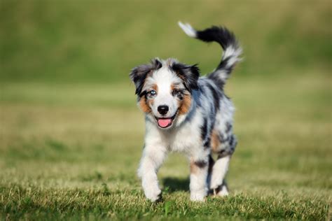Mini Australian Shepherd Mix Aspen Sales Miniature Australian Shepherd