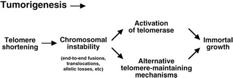 Model Of Telomere Dynamics And Chromosomal Instability During Tumor