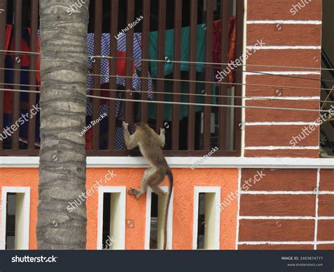 20 Imágenes Fotos De Stock Objetos En 3d Y Vectores Sobre Monkey