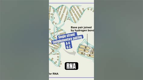 Rna Complementary Base Pairing Biology Science See Full Lecture Youtube