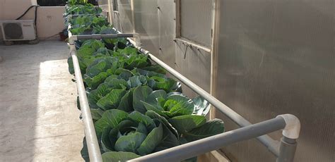 Hydroponic Nft System Some Cabbages Cauliflowers Lettuces And Mustard