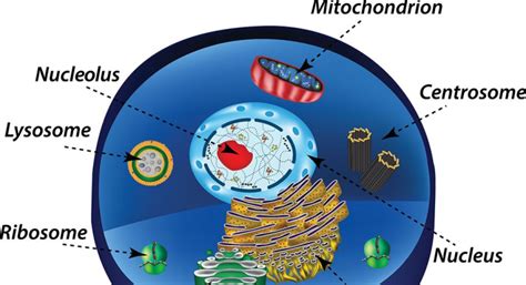 8 Key Differences Between Lysosomes And Ribosomes Cbse Class Notes Online Classnotes123