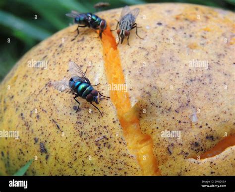 Mango Fly Size
