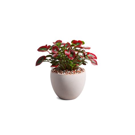 Peperomia Rosso Compact Plant With Green And Red Leaves In A Small