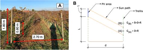 A Layout Trellis Dimensions From Trellised Vineyard Located In The
