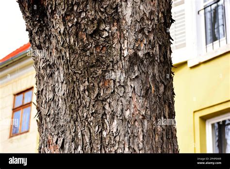 Large Tree Trunk Bark Closeup Detail With Scaled Pattern Chestnut Tree
