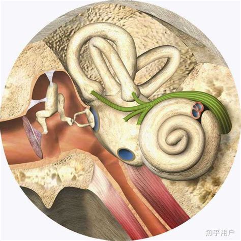 耳前瘘管要不要做手术？ 知乎