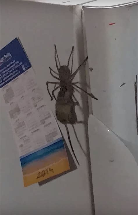 Watch Huge Australian Spider Caught Dragging A Mouse Up A Fcking Fridge