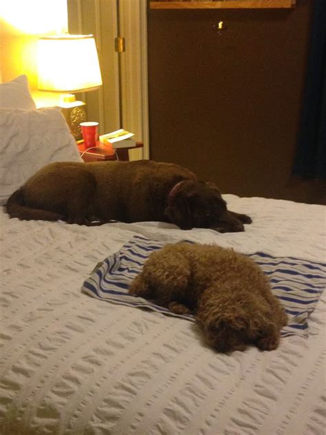 Sleepover With Zoe