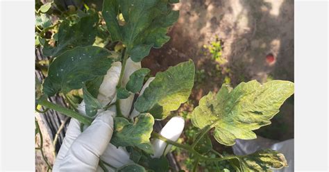 Detectan Virus Rugoso Del Tomate En Una Plantación De Colonia Belgrano