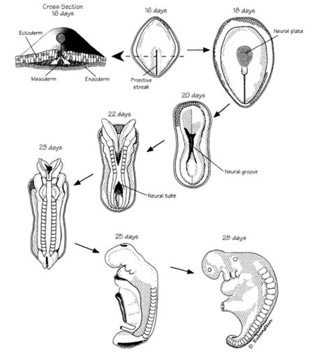 Prenatal Development Of Human Brain Shen Centre For Meditative Sciences