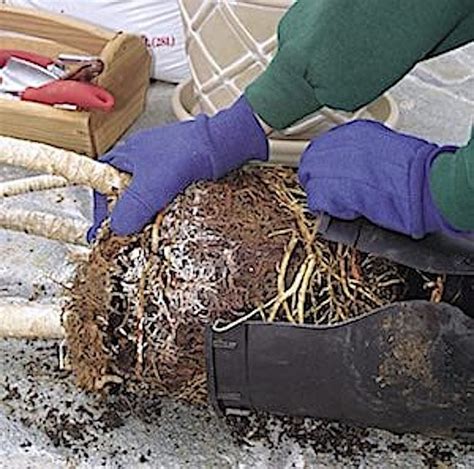 How To Root Prune Container Plants Repotting Plants Growing Flowers Container Plants