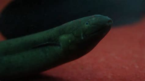 Fish With The Longest Genome A Tiny Unassuming Evolutionary Marvel