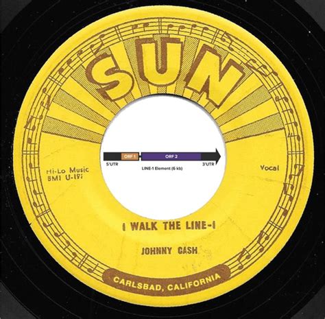 Line 1 Transposable Elements In Human Evolution Active Motif Posted