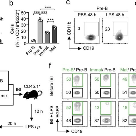 Cd11b B Cells Induced By Sepsis Express Myeloid Markers And Genes