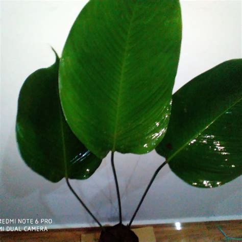 Pokok Daun Lerek Buat Balut Lemang Shopee Malaysia