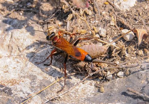 Great Golden Digger Sphex Ichneumoneus A Wasp Paralyzes A Grasshopper