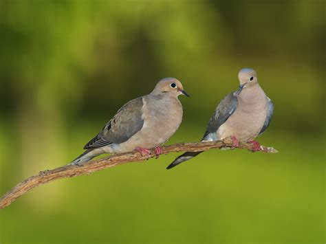 Dove Hd Wallpaper
