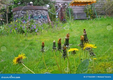 No Mow May Garden Stock Image Image Of Concept Beautiful 277563289