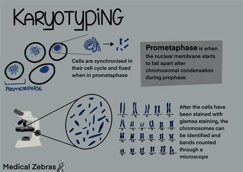 Medical Zebras Dna Methods And Analysis