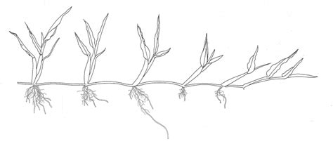 Runner Plant Examples