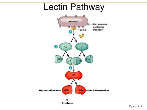 Ppt Chapter 16 Powerpoint Presentation Free Download Id1155767