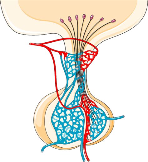 Endocrine Notes Simply Med