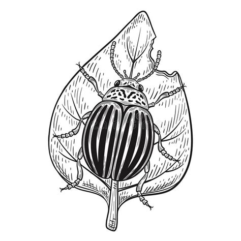 Colorado Potato Beetle Stripe Leptinotarsa Decemlineata Bug Eat Leaf