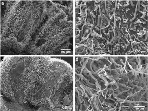 Sem Analysis Showing The Internal Structure Of The Raspberry Fruit