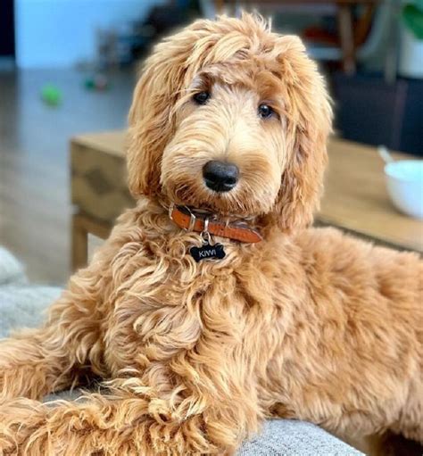 Saint Berdoodle Połączenie Bernardyna I Pudla Galeria Zdjęć