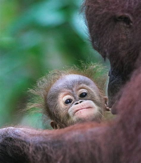 Orangatang With Down Syndrome