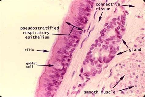 Trachea Pseudostratified Ciliated Columnar Epithelial Lining With
