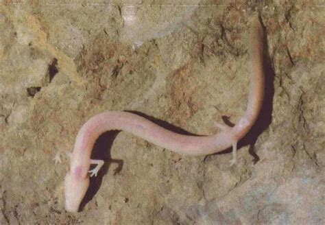 Olm The Animal Facts Appearance Diet Habitat Range Behavior