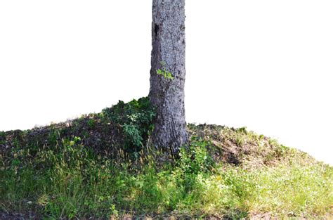 Tree Trunk Png Tree Png Download Long Tree Trunk Png 460040 Images And Photos Finder