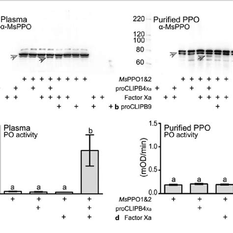 Clipb4 Cleaves And Activates M Sexta Ppo1and2 Factor Xaactivated