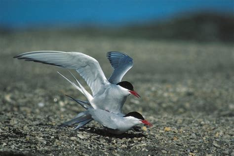 Arctic Tern Eggs